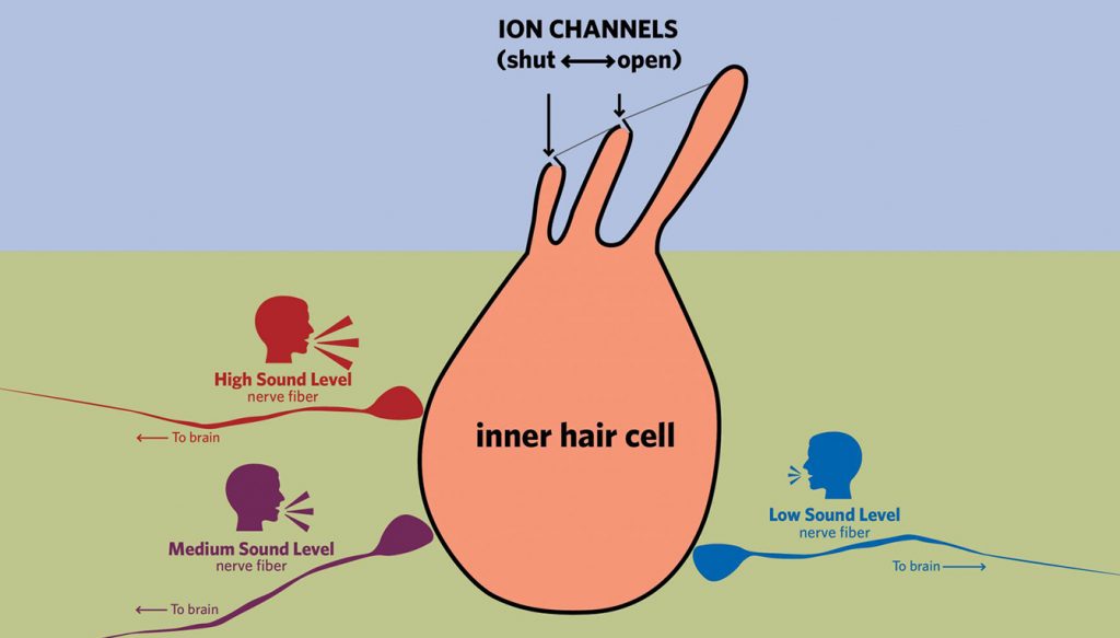 Ion Channels and Nerve Fibers: Cool New Hearing Research We're Reading ...